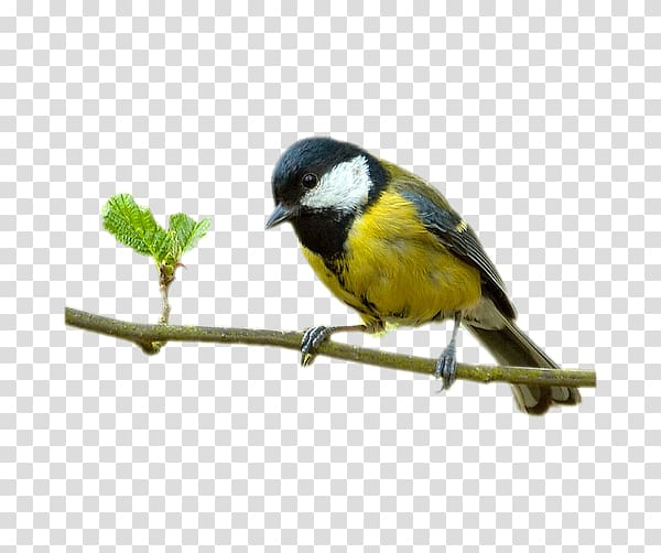 Bird Internet, Bird transparent background PNG clipart | HiClipart