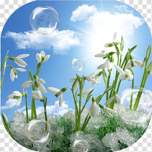 Mărțișor March 1 Christmas card Snowdrop, others transparent background ...
