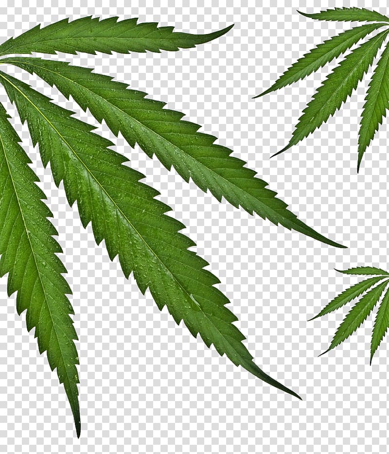 Cannabis Hemp , Cannabis transparent background PNG clipart | HiClipart