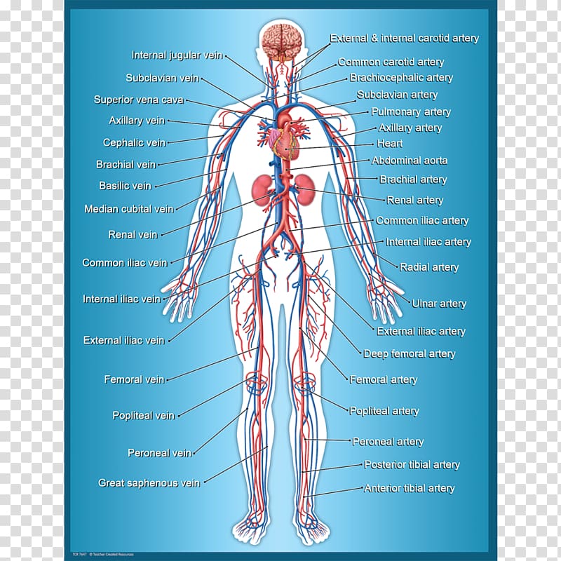 Circulatory System Human Body Chart Muscle Organ Circulatory System