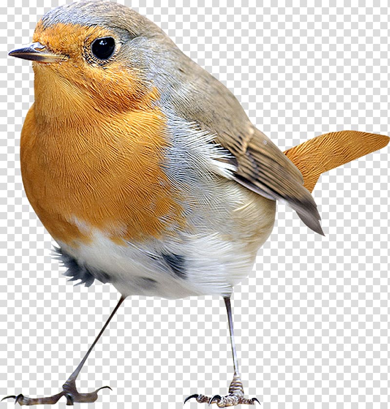 Birds,birds transparent background PNG clipart | HiClipart
