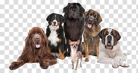 Dog transparent background PNG clipart | HiClipart