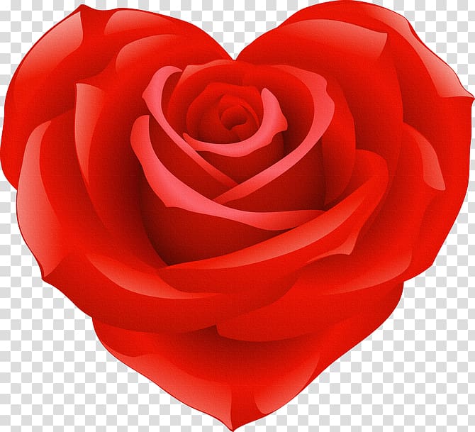 Desktop Rose , rose transparent background PNG clipart | HiClipart