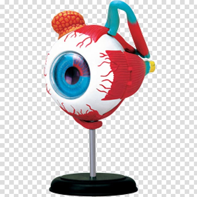 Human anatomy Human eye 人体模型, Eye transparent background PNG clipart ...