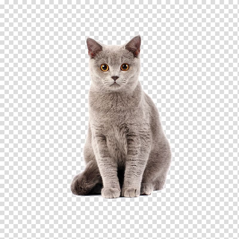 Cat transparent background PNG clipart | HiClipart