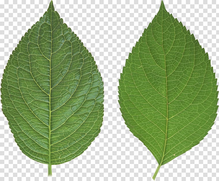 Leaf , Leaf transparent background PNG clipart | HiClipart