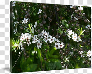 Manuka transparent background PNG cliparts free download | HiClipart