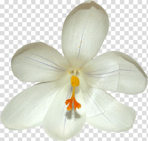 Autumn Crocus Petal Saffron Crocus flavus, flower transparent ...