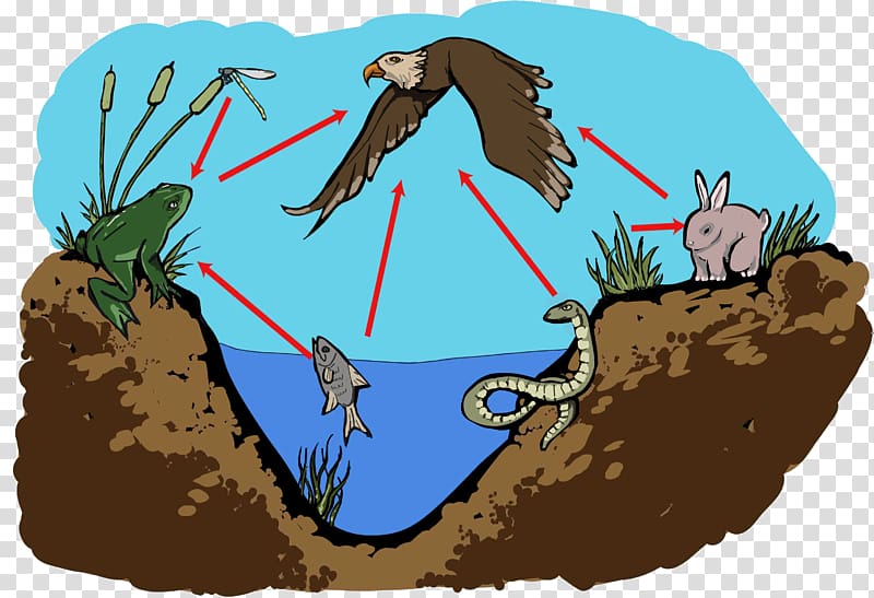 Food chain Matematikk Vg2P Food web Norwegian Digital Learning Arena ...