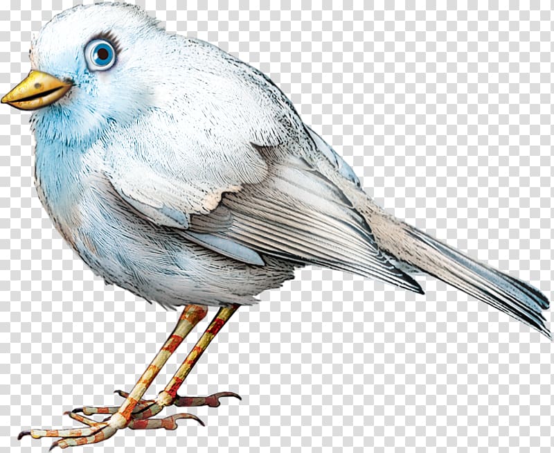 Bird , birds transparent background PNG clipart | HiClipart