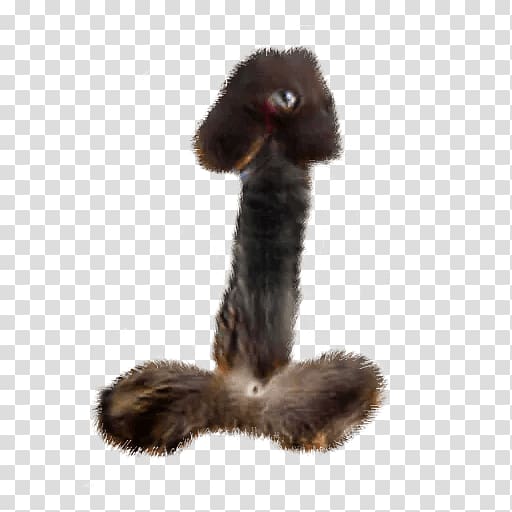 Flightless bird Ratite Fur, Bird transparent background PNG clipart ...