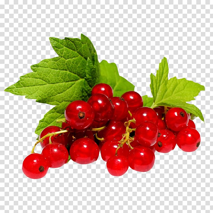 Zante currant Redcurrant Blackcurrant Berry White currant, Sugar Basin ...