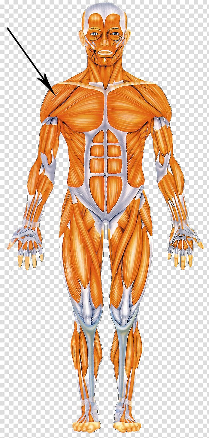 Free Download Human Body Muscular System Muscle Human Anatomy Homo Free Download Human Body Muscular System Muscle Human Anatomy Homo