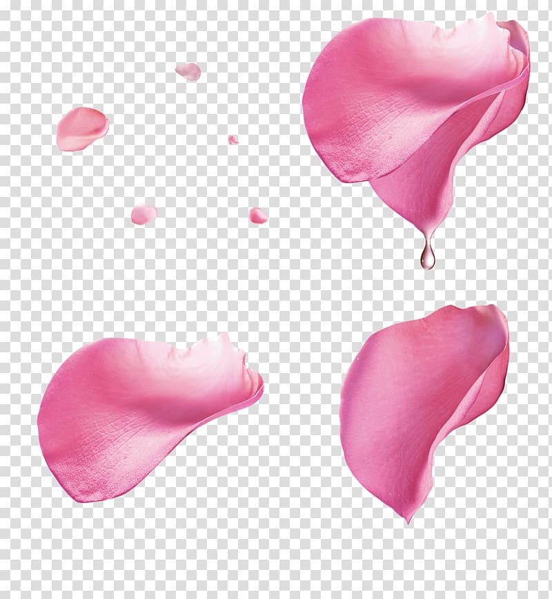 Rose Petal Pink Rose Petal Floating Material Pink Rose Petals 