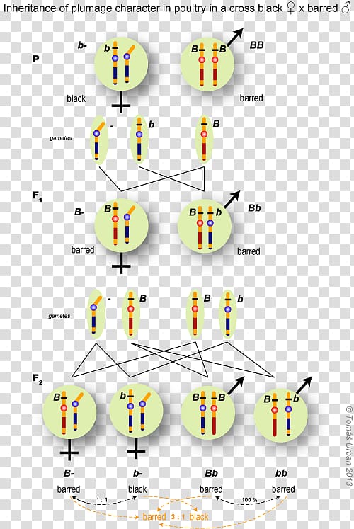 Sex chromosome Sex-determination system Allele Sexual reproduction ...