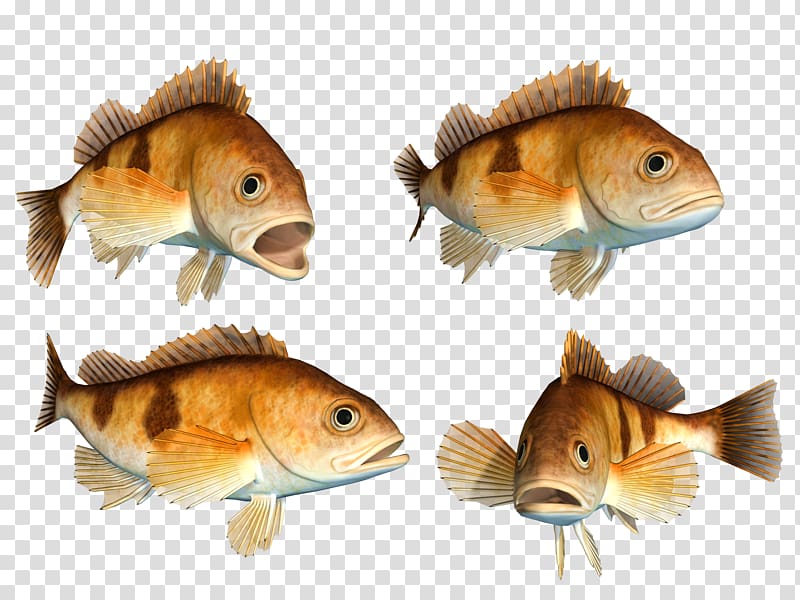 Deep sea fish 海水魚 Marine biology, fish transparent background PNG ...