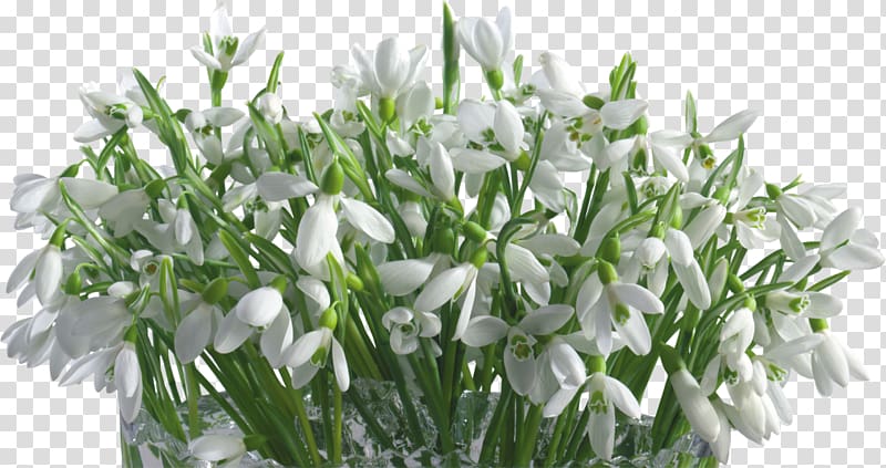 Snowdrop Всякое бывает Raster graphics, others transparent background ...