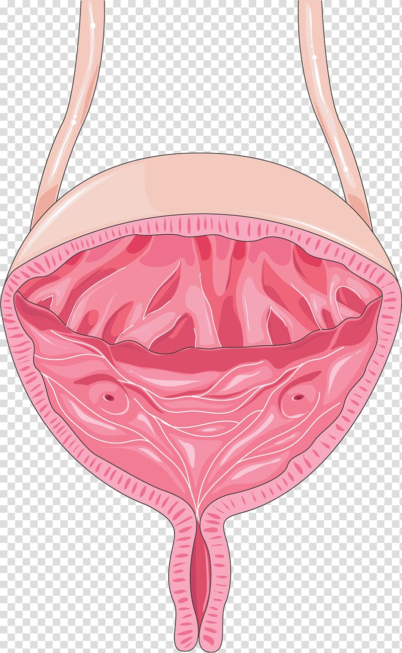 Servier Medical Urinary bladder Excretory system Urology Kidney, Cooky ...