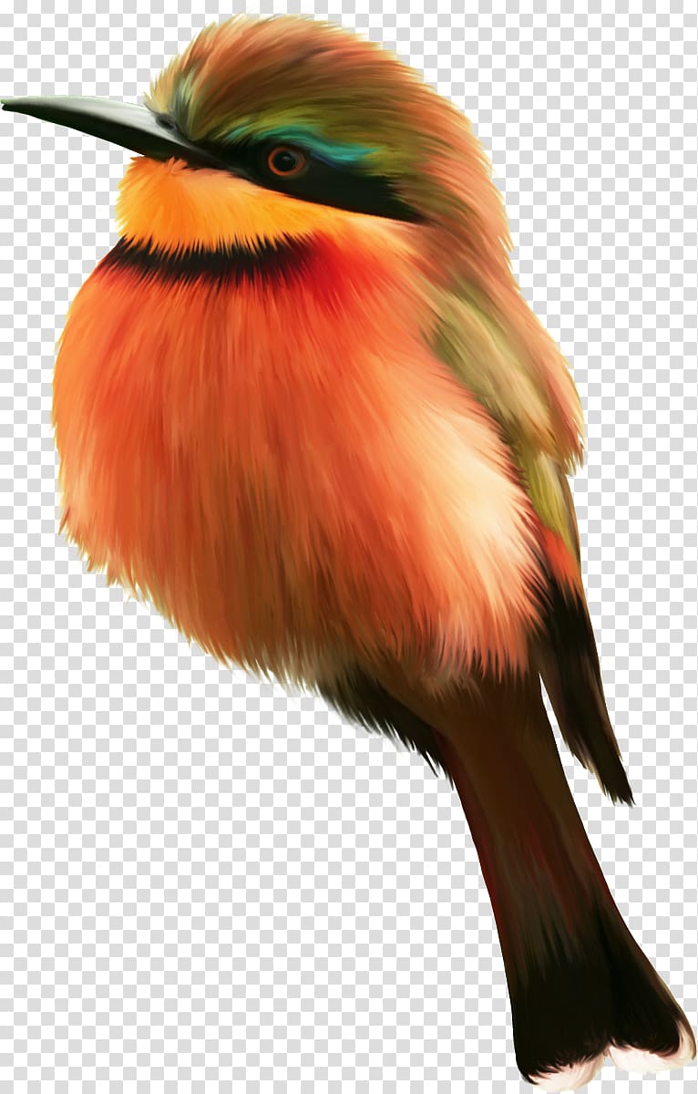 Bird transparent background PNG clipart | HiClipart