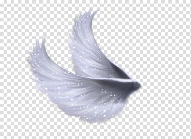 , Wings File transparent background PNG clipart | HiClipart