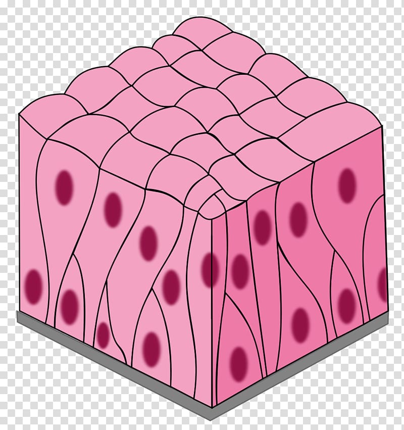 Simple Columnar Epithelium Pseudostratified Columnar Epithelium Simple 