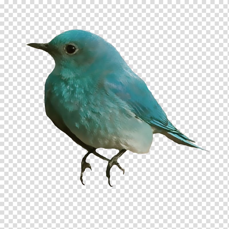 Bird transparent background PNG clipart | HiClipart