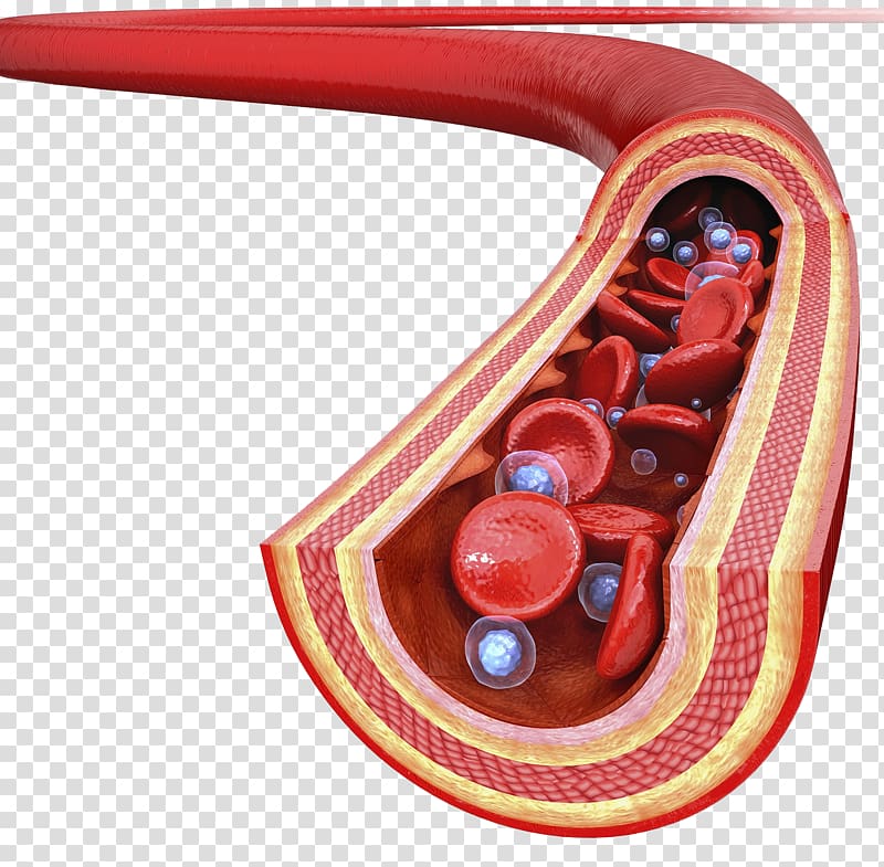 Free Download Blood Vessel Illustration Artery Drawing Illustration