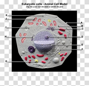 Mitochondrion Cytoplasm Cell Biology Mitochondrial DNA, others ...