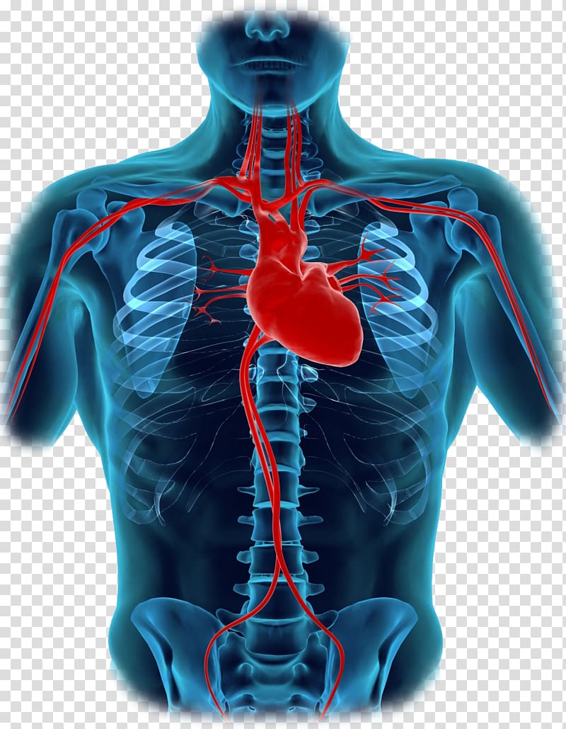 Human Body Heart Diagram Organ Anatomy Human Body Parts Transparent Human Body Heart Diagram Organ Anatomy Human Body Parts Transparent