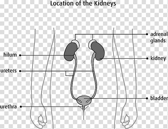 Kidney Ureter Excretory system Renal pelvis Urine, cancer cell details ...