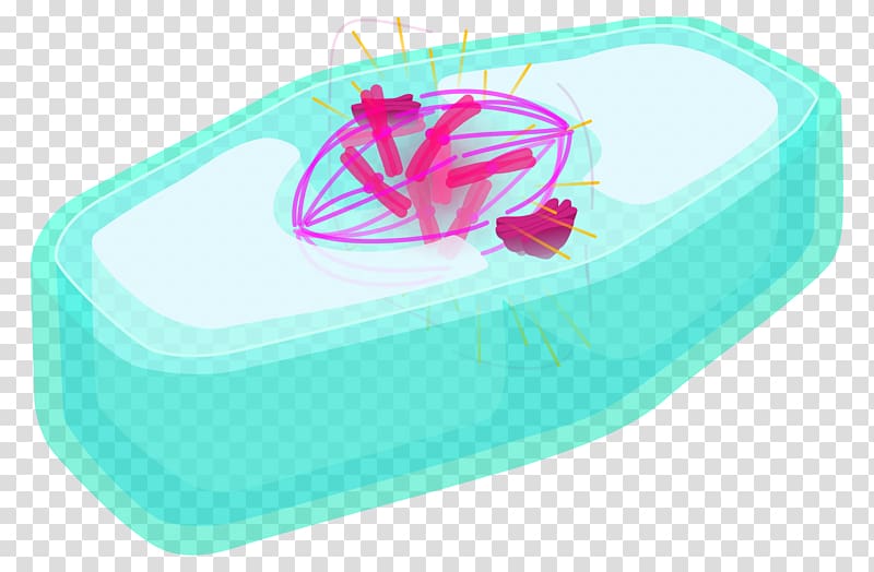 Prophase Prometaphase Cell Mitosis Cèl·lula animal, others transparent ...