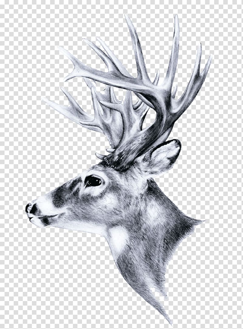Animal transparent background PNG clipart | HiClipart