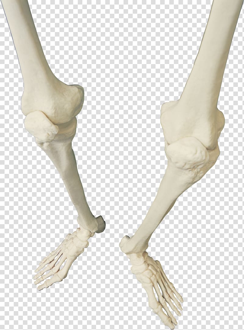Bone Tibia Human skeleton Thigh Foot, Skeleton transparent background ...
