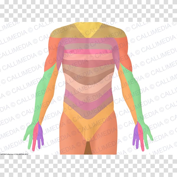Shoulder Dermatome Hip Thigh Anatomy, dermatome transparent background ...