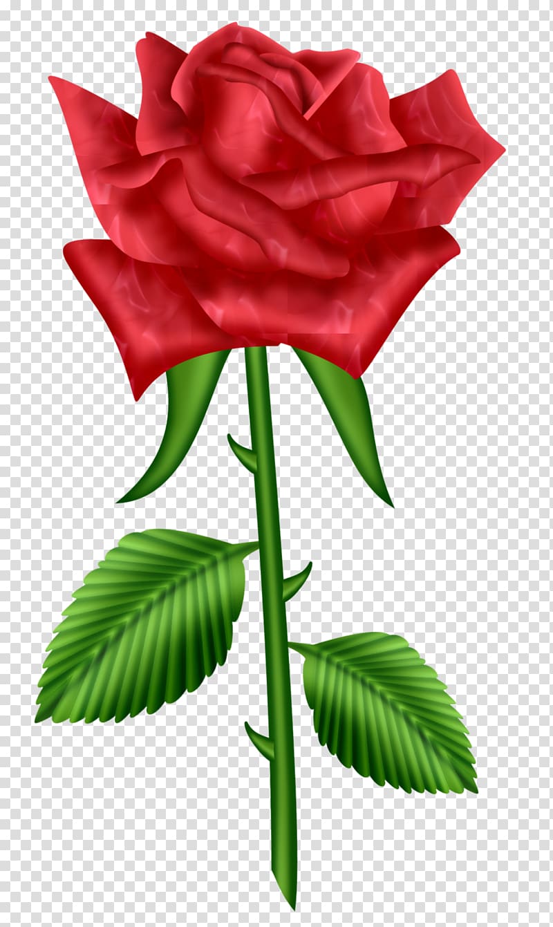 Rose , rose transparent background PNG clipart | HiClipart