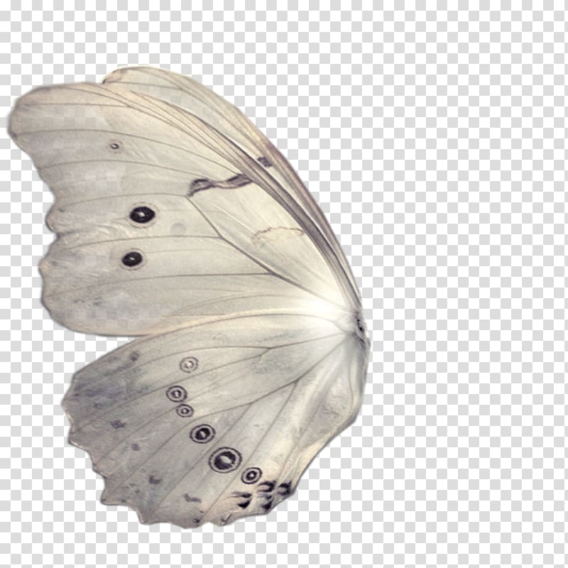 Wing transparent background PNG clipart | HiClipart