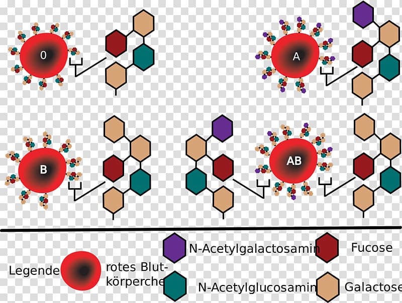 Blood Type Human Blood Group Systems Hh Blood Group Antigen Blood