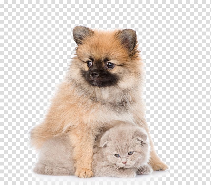 Cats and dogs transparent background PNG clipart | HiClipart
