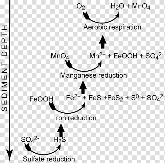Redox Sediment Diagenesis Respiration Chemistry, nature，sea animals ...