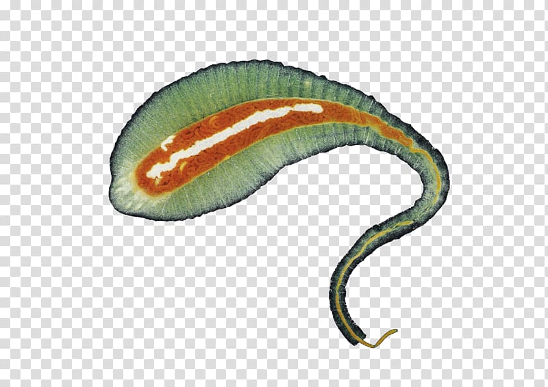 Worm Linguatula serrata Pentastomida Tongue Parasitism, worm ...