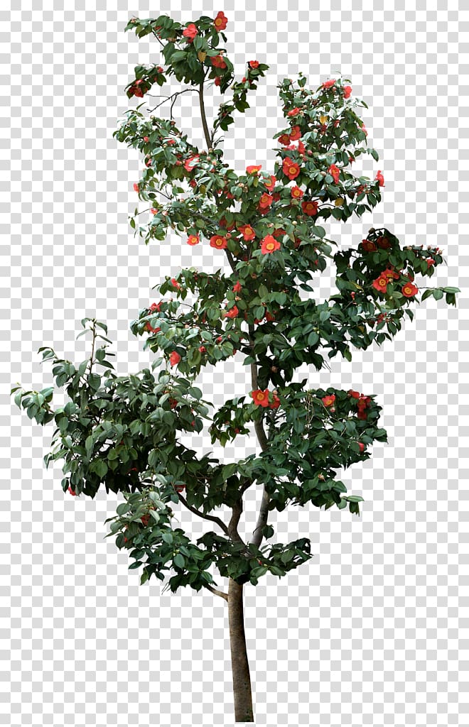 Trees transparent background PNG clipart | HiClipart