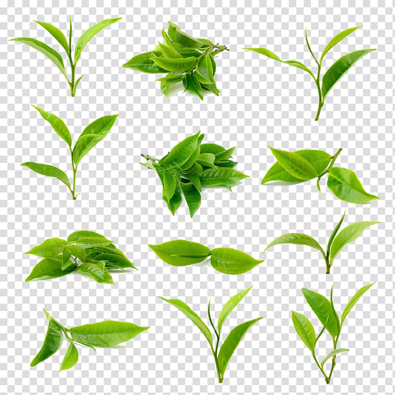 Tea transparent background PNG clipart | HiClipart