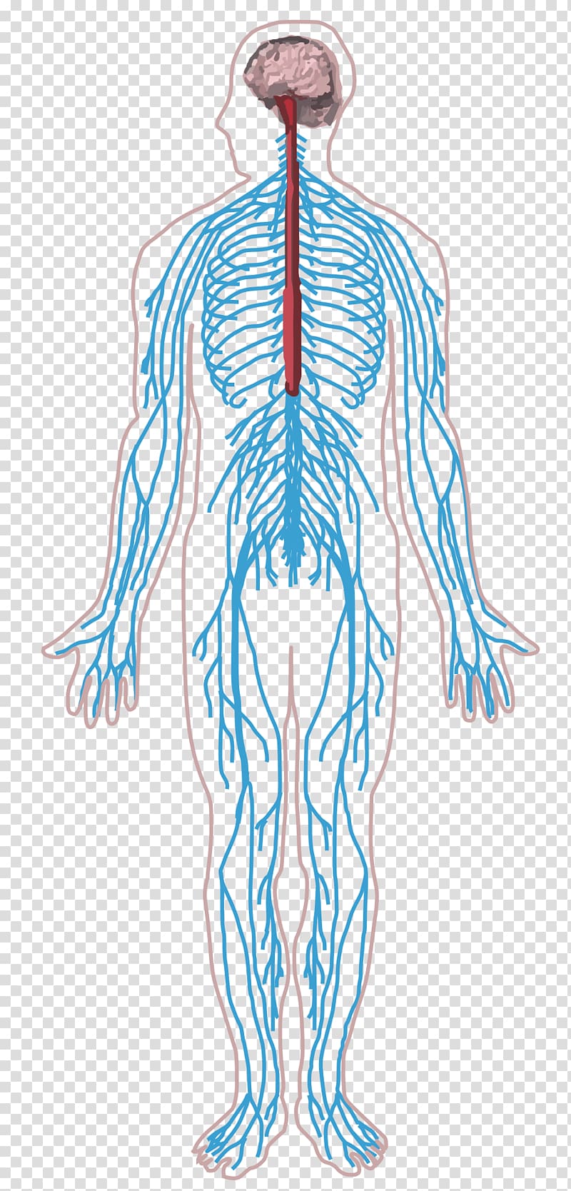 Human Anatomy Illustration Art Peripheral Nervous System Nerve Human 
