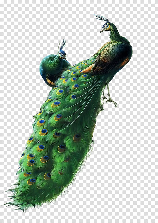 Animal transparent background PNG clipart | HiClipart